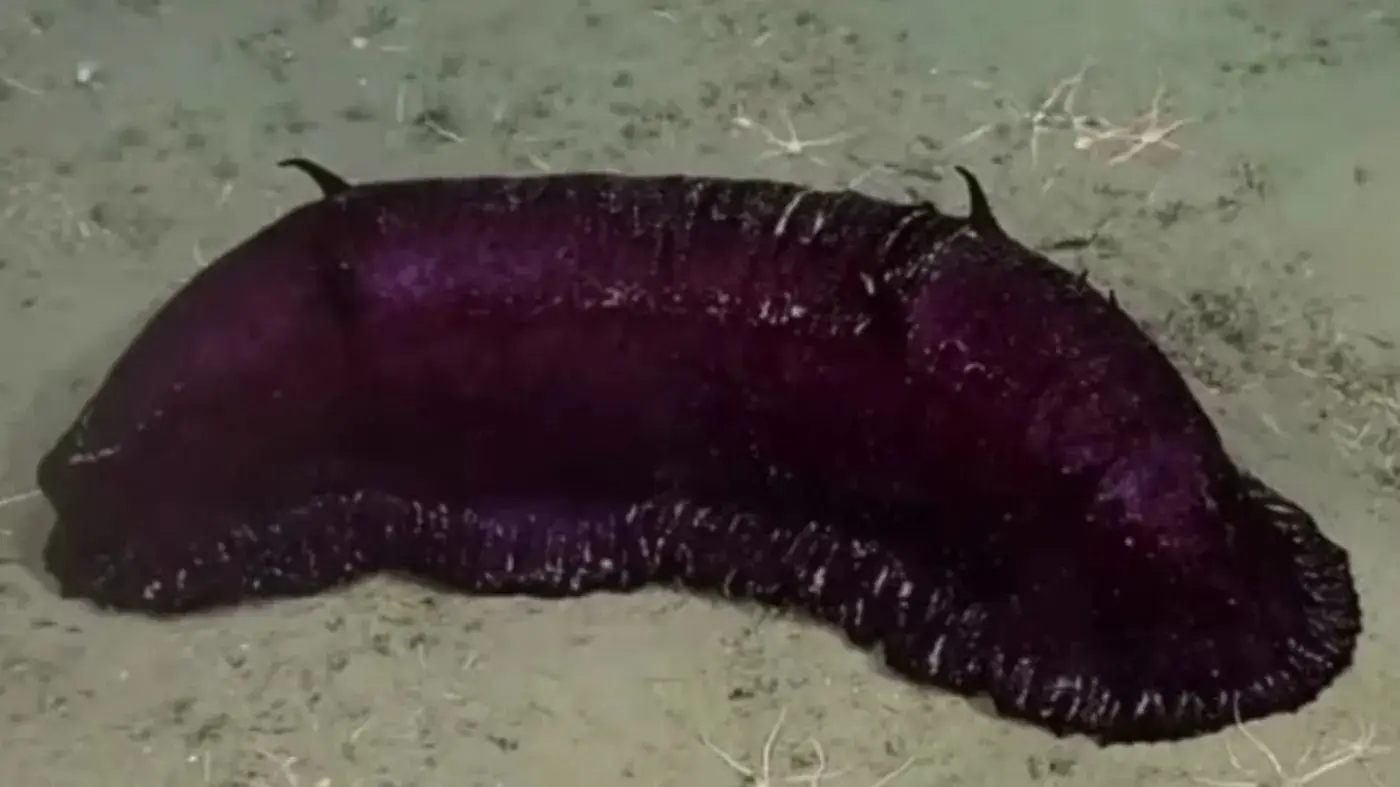 La bautizaron la “batatita” en el streaming del Conicet y su ...